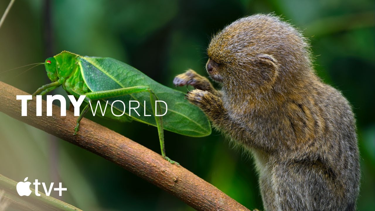 La docuserie Tiny World approda su Apple TV+ - iPhone Italia